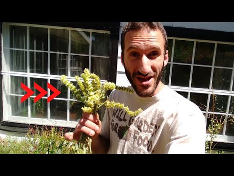 An AMAZING Medicinal Easy-Grow Perennial Herb You've Never Heard Of!