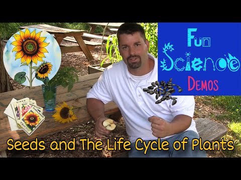 Seeds and the Life Cycle of Plants