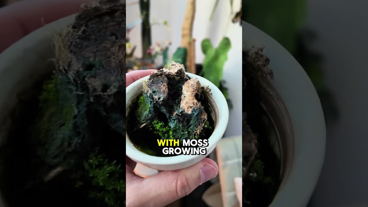 Moss rock 🗿#moss #plantcraft