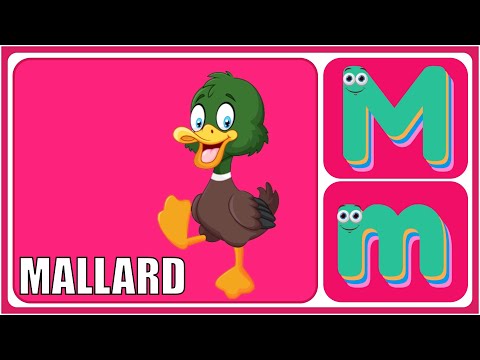 3 Words That Start With M | The Letter M Sound | Toddler Learning Video