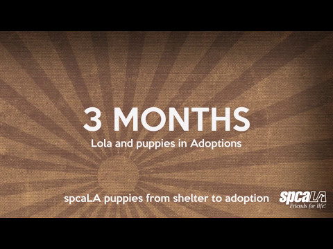 3 Months: Lola & Puppies In Adoptions