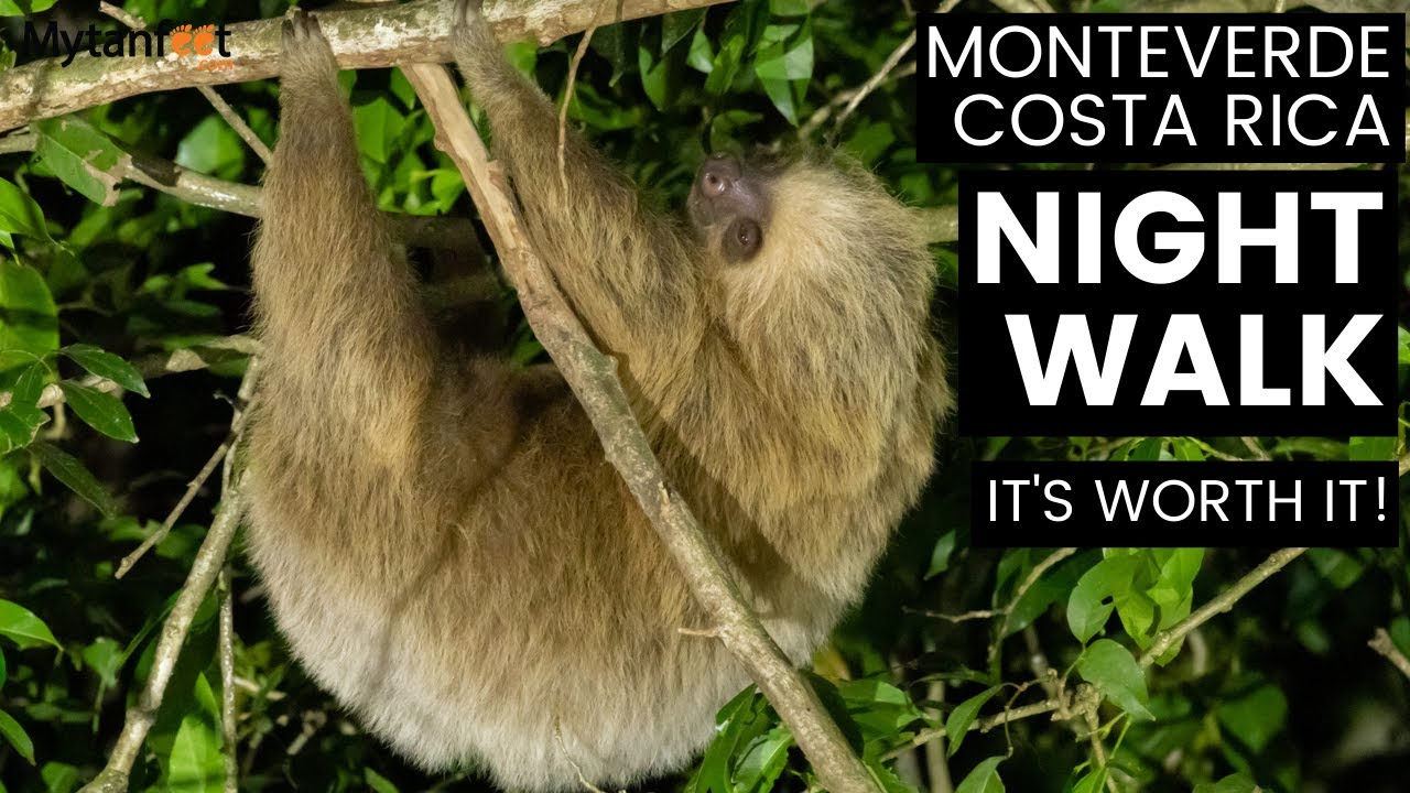 MONTEVERDE NIGHT WALK: Is it worth it? What animals do you see?