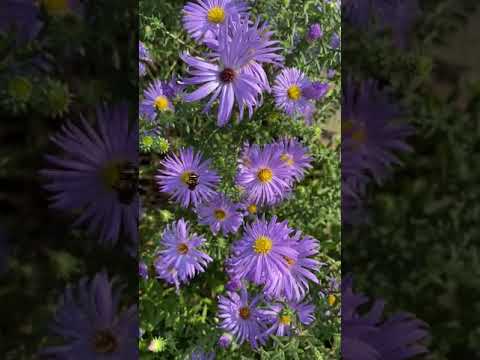 Aromatic Aster (Symphyotrichum oblongifolium) by UT Extension Agent Chris Cooper