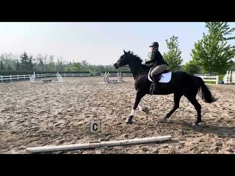 Sophia Houldsworth on Going Dutch PCIA Prix Caprilli test spring 2025