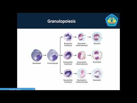 Hematopoiesis : How blood cells be formed ?