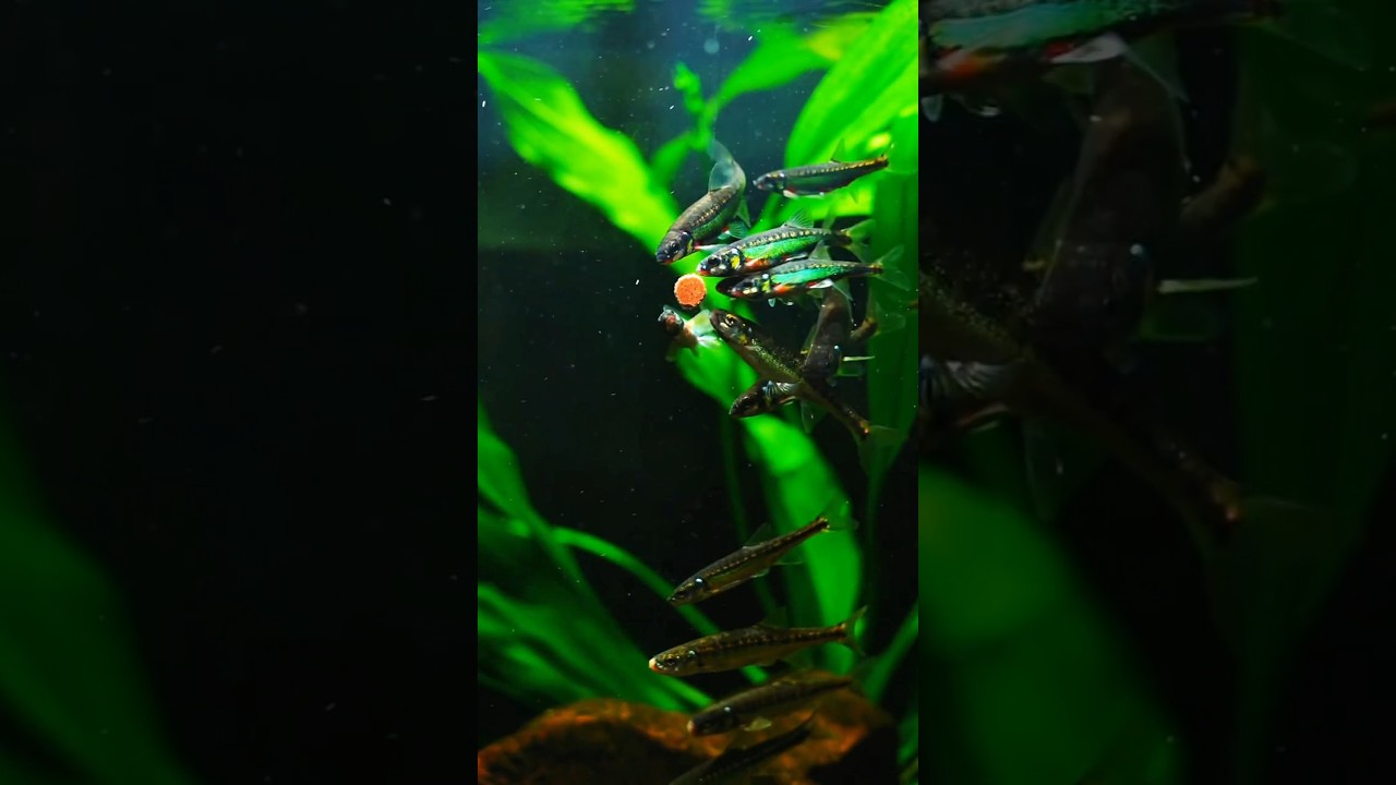 The minnow - Phoxinus phoxinus #shorts