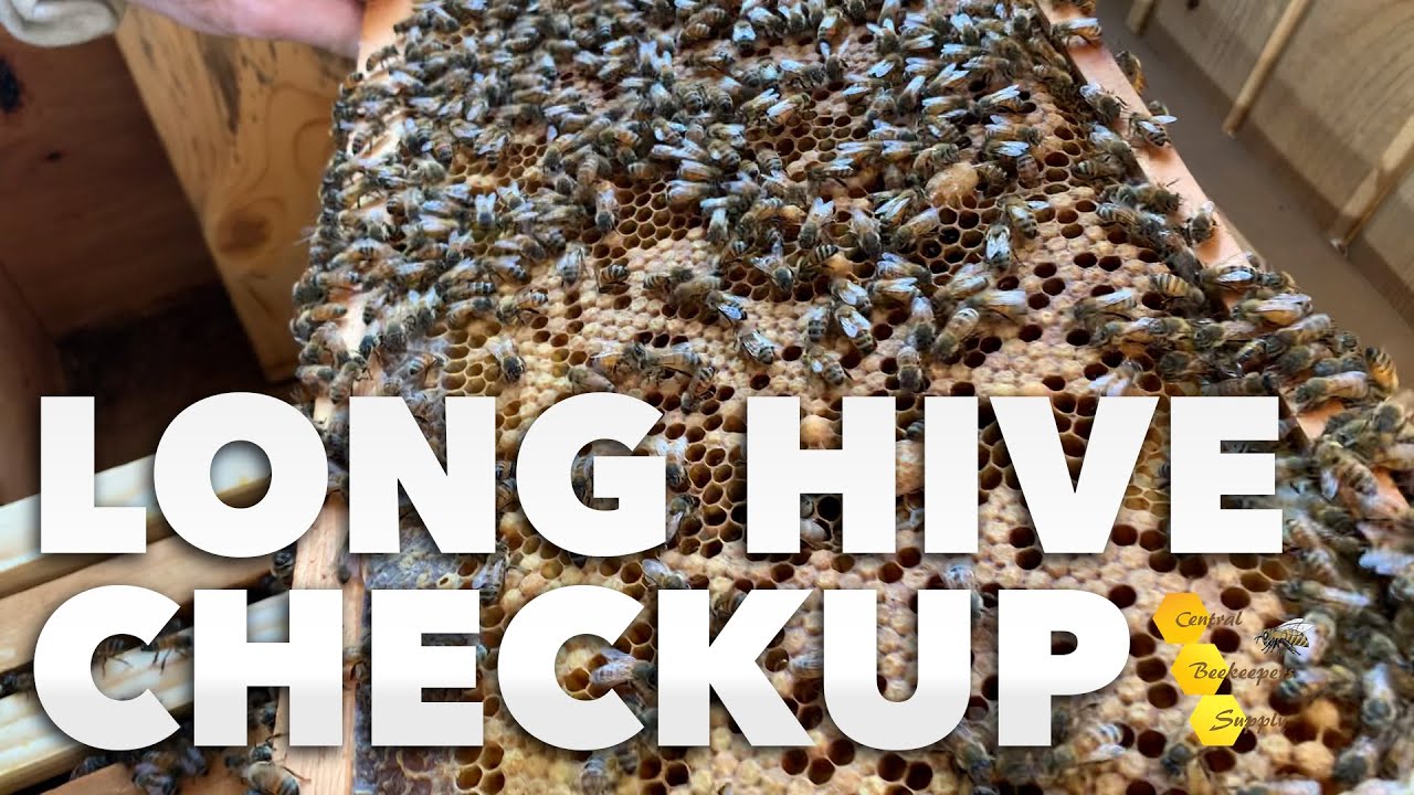 Long Hive Checkup - How are the bees?