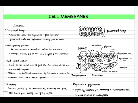 Cell membranes notes – Medics Teach Bio