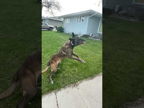 Working dog Chomp!
