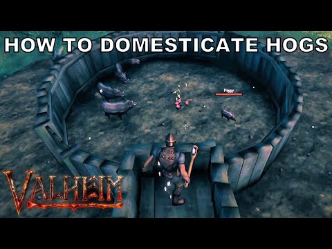 Valheim: Easiest Way to Catch and Raise Boar QUICK GUIDE FOR BEGINNERS