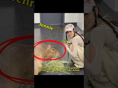Jennie fed and took care of Capybara during the filming of MV Like Jennie #jennie #blackpink
