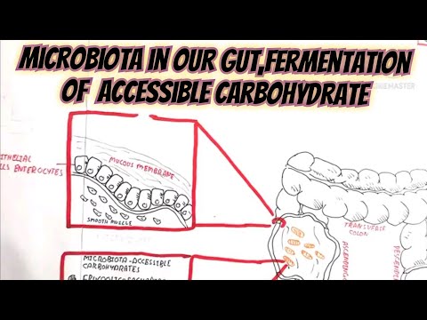 Microbiota In Our Gut,Fermentation Of Accessible Carbohydrate@umerfarooqbiology7083
