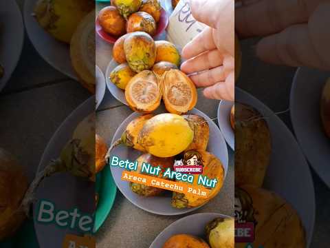 Areca Nut Betel Nut Pinang Fruit Areca Catechu Palm #discovery #travel #plants #foodie #malaysia