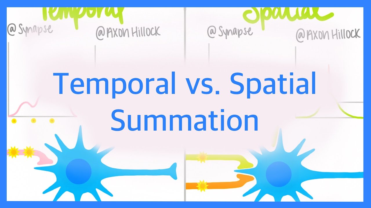 Understanding Temporal and Spatial Summation in Neurons | Galaxy.ai