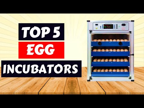 Top 5 Best Egg Incubators of 2025 | Hatch More Successfully β Reviews Inside!