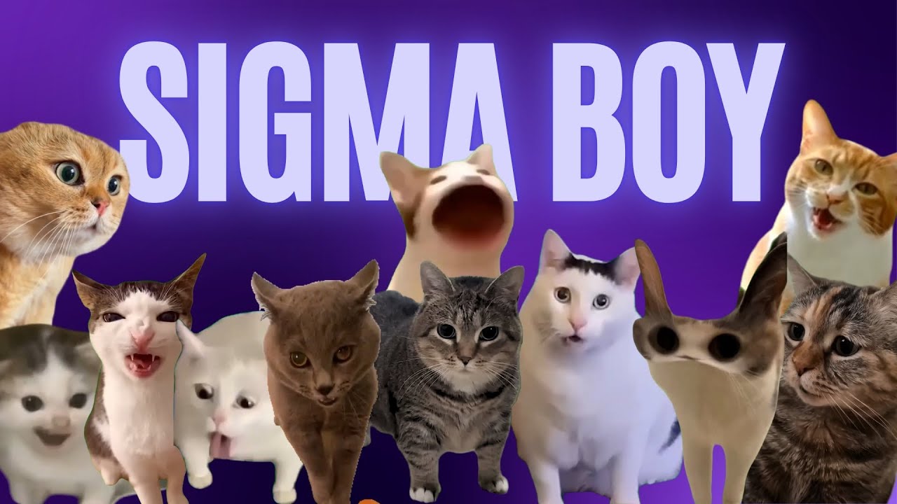 SIGMA BOY x ALL MEME CAT