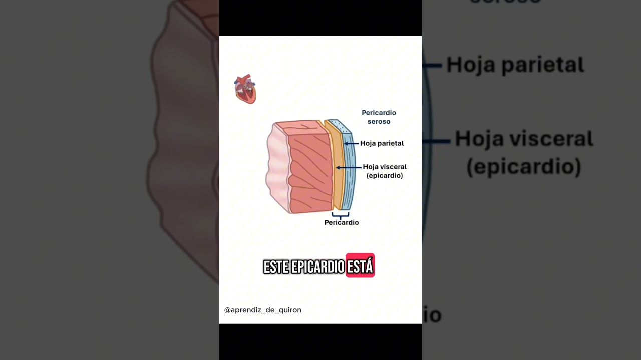 The layers of the heart 🫀