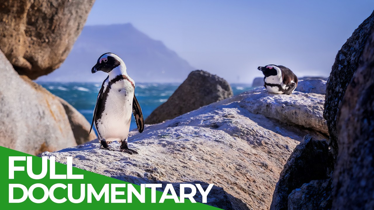 African Penguins – The Last of Their Kind | Free Documentary Nature