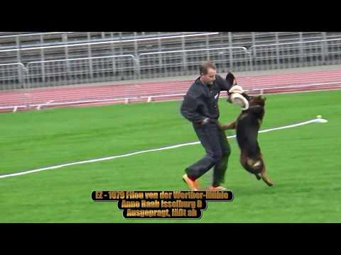 2017 SV BSZS in Ulm TSB part 134 EZ Filou von der Werther Mühle