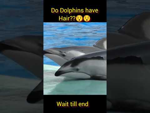Do Dolphins have hair😯😲#facts #gk #fish #shorts