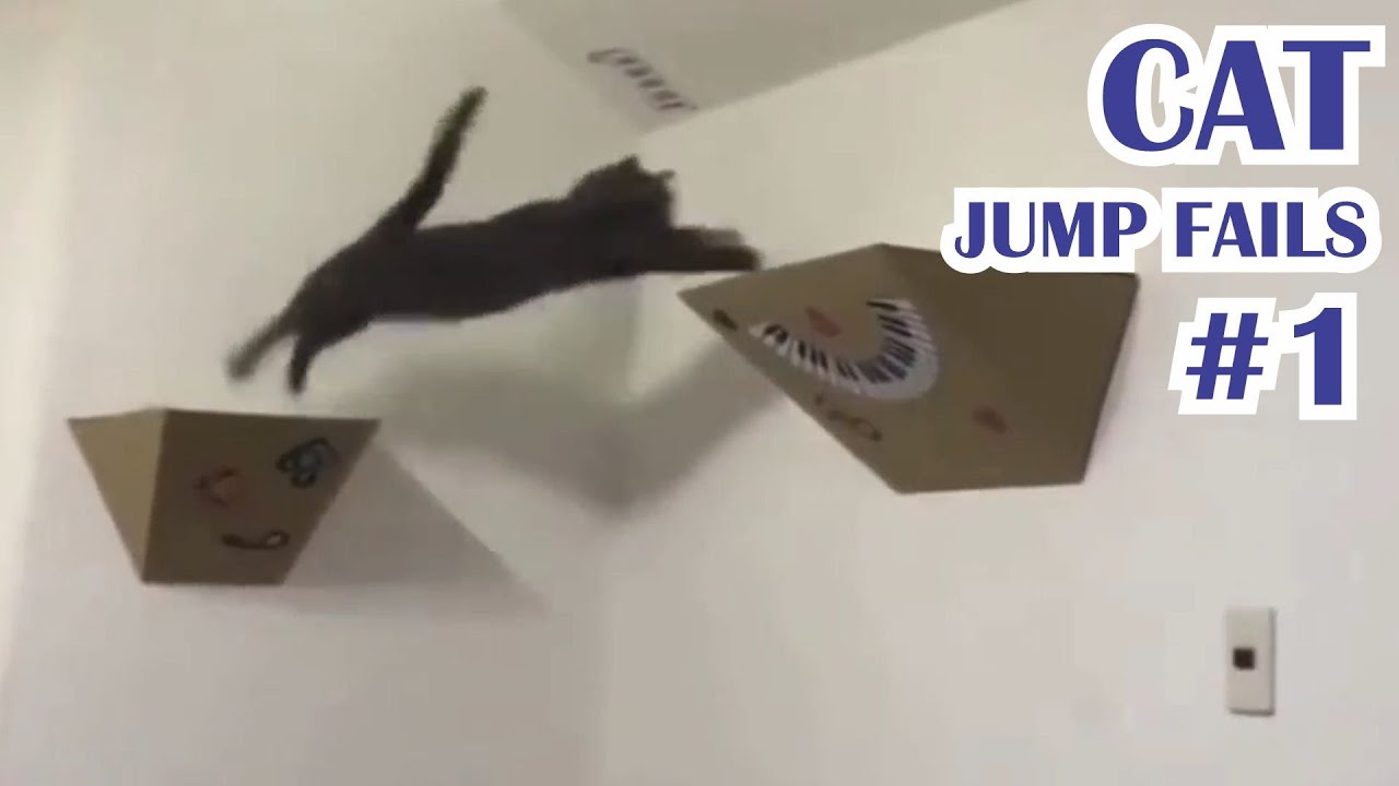 Cat jump fails #1 2020