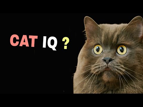 Cat IQ Test