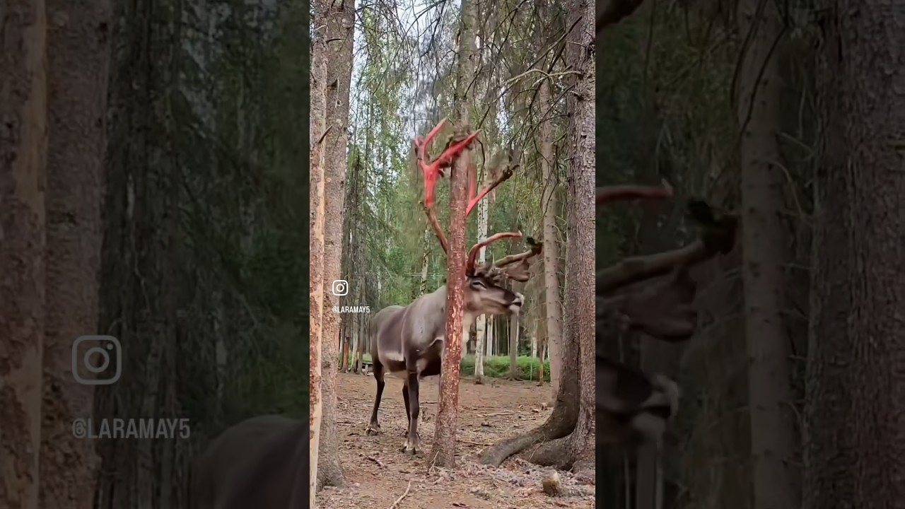 Looks unreal…😱 #deer #shedding #red #antlers #animals #wildlife #forest #shorts
