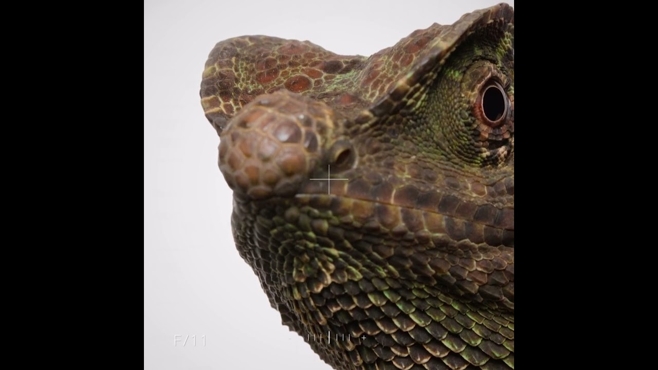 This man treats a tiny horned lizard like a professional supermodel