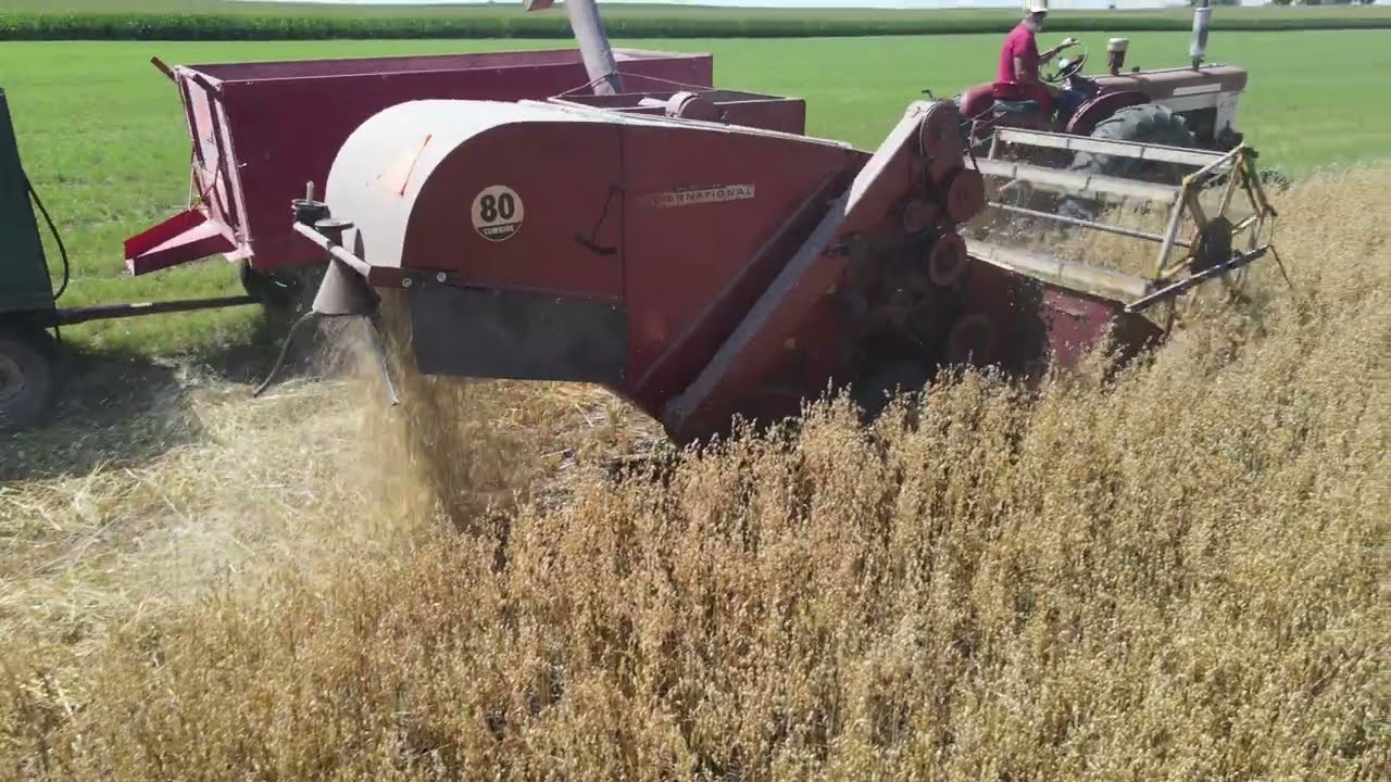 Harvesting Oats with a pull behind IH 80 combine