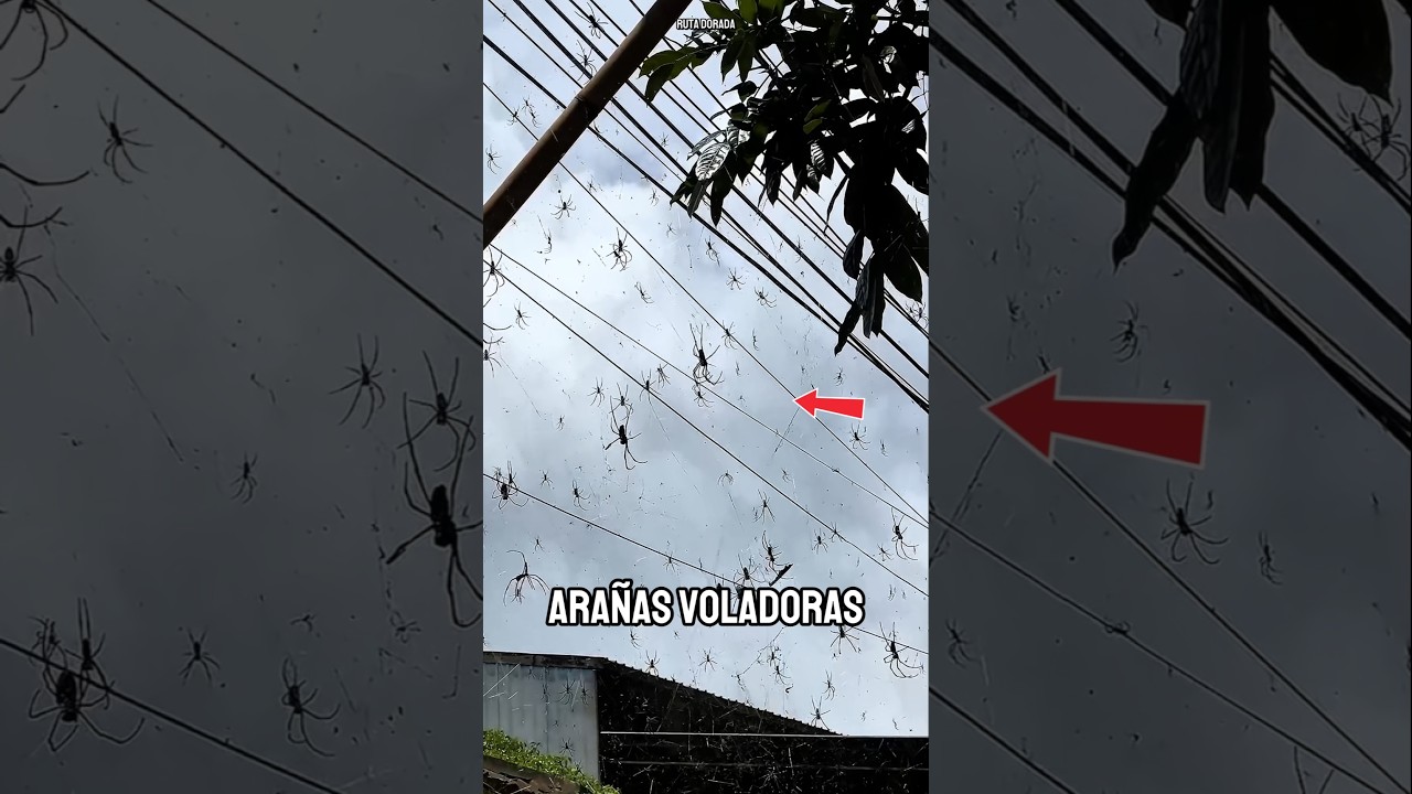 Amazing! This is flying spider season in Australia.