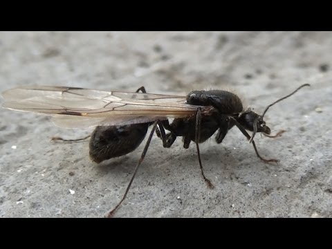¿POR QUÉ NOS ESTÁN INVADIENDO LAS HORMIGAS VOLADORAS? | Blog de Pilar