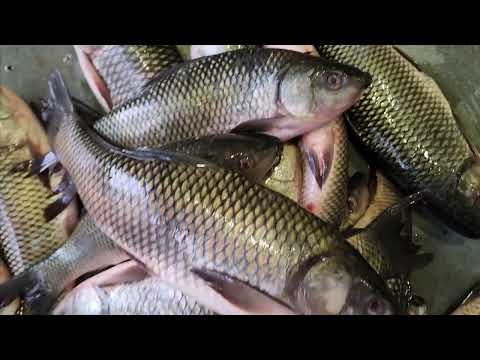 Freshwater Fishes - Wholesale Price & Mandi Rate for Freshwater Fishes ...