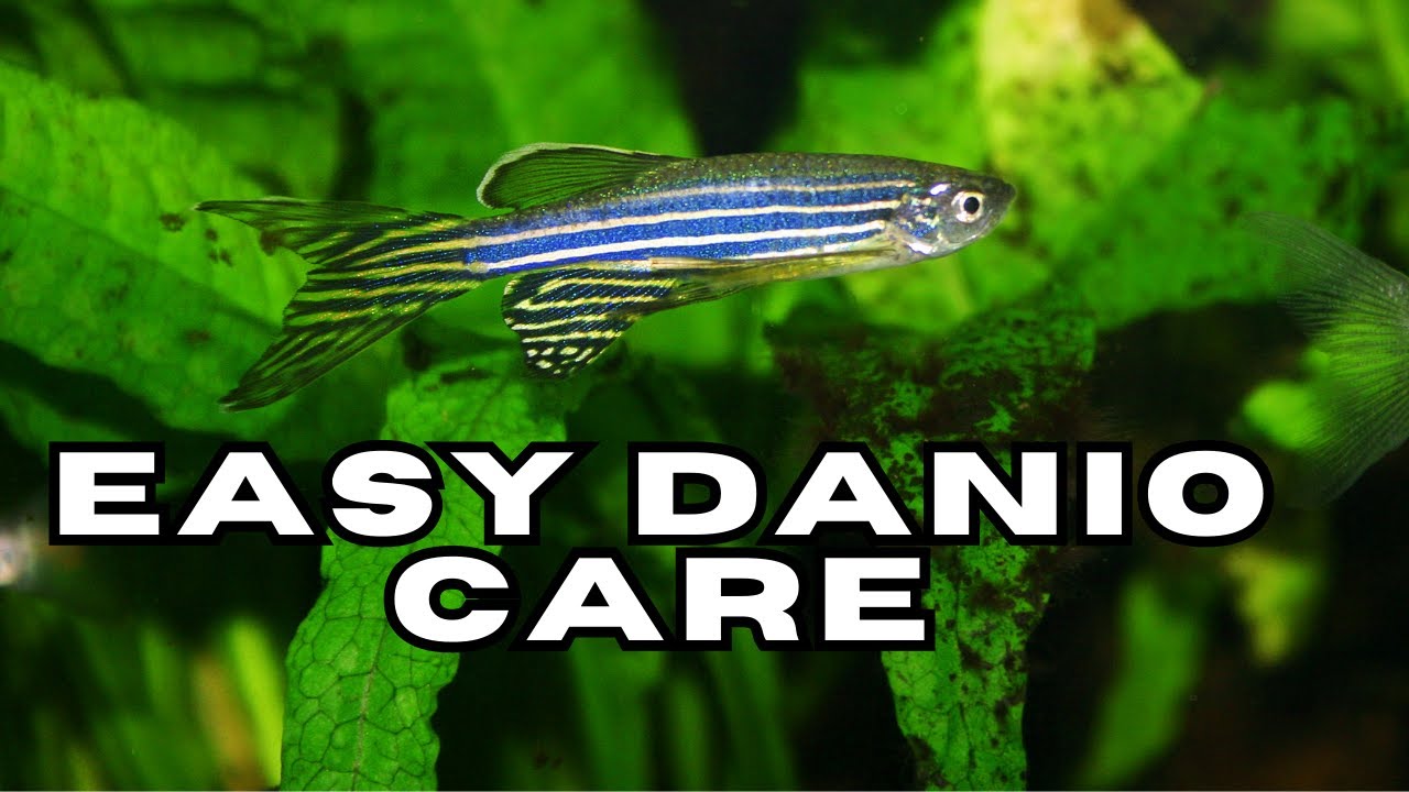 Zebra Danio Care: The Ultimate Guide (For Beginners)