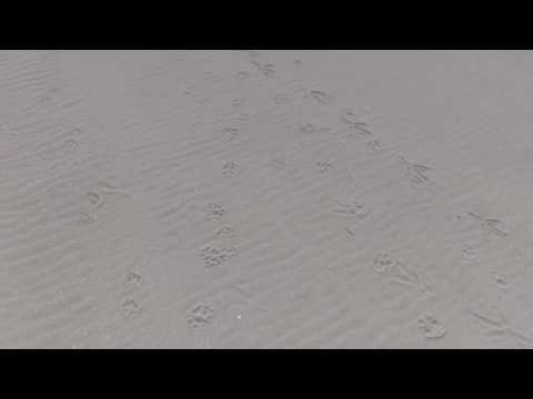 What does an otter footprint look like? – AnsToAll