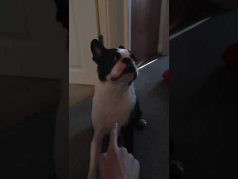 Steam Community :: Video :: dog.exe has stopped working