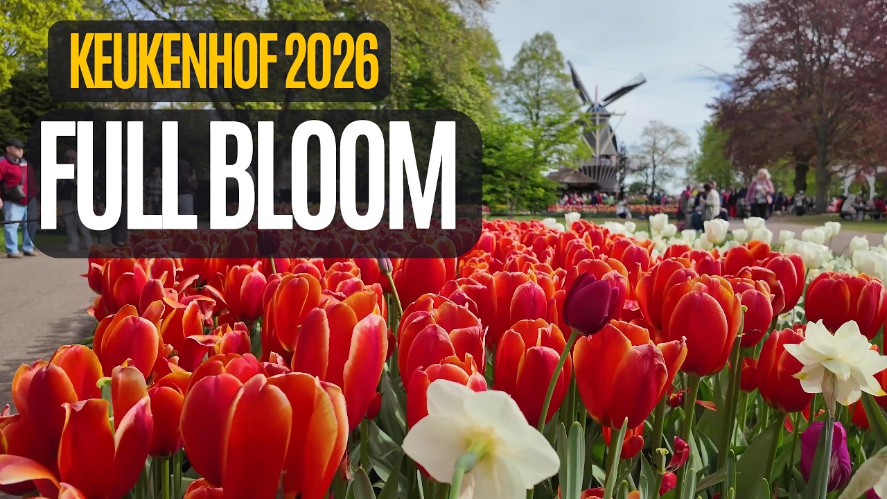 7 Million Tulips in Bloom 🌷 Keukenhof 2026 [4K]