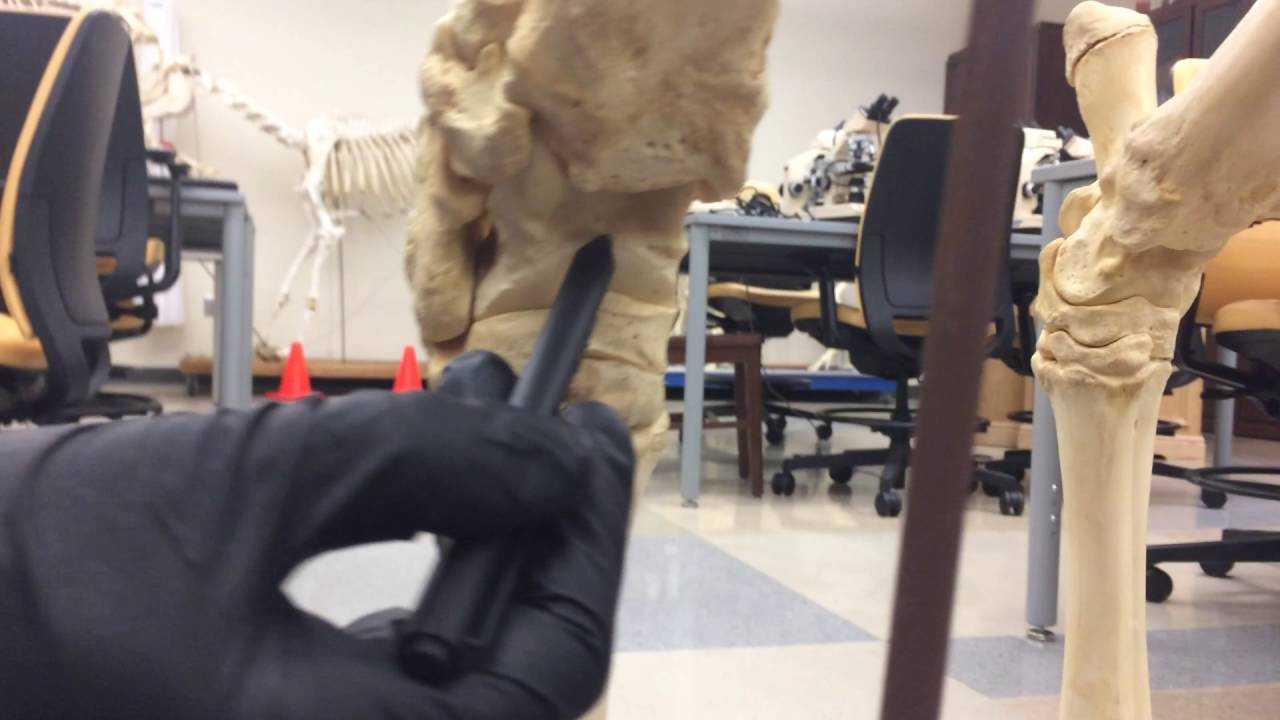 Bovine Skeleton Limbs