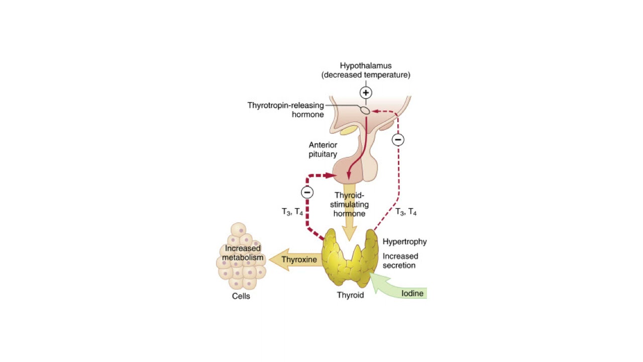 Pharmacology of the Thyroid Gland (Hyperthyroidism and Hypothyroidism)