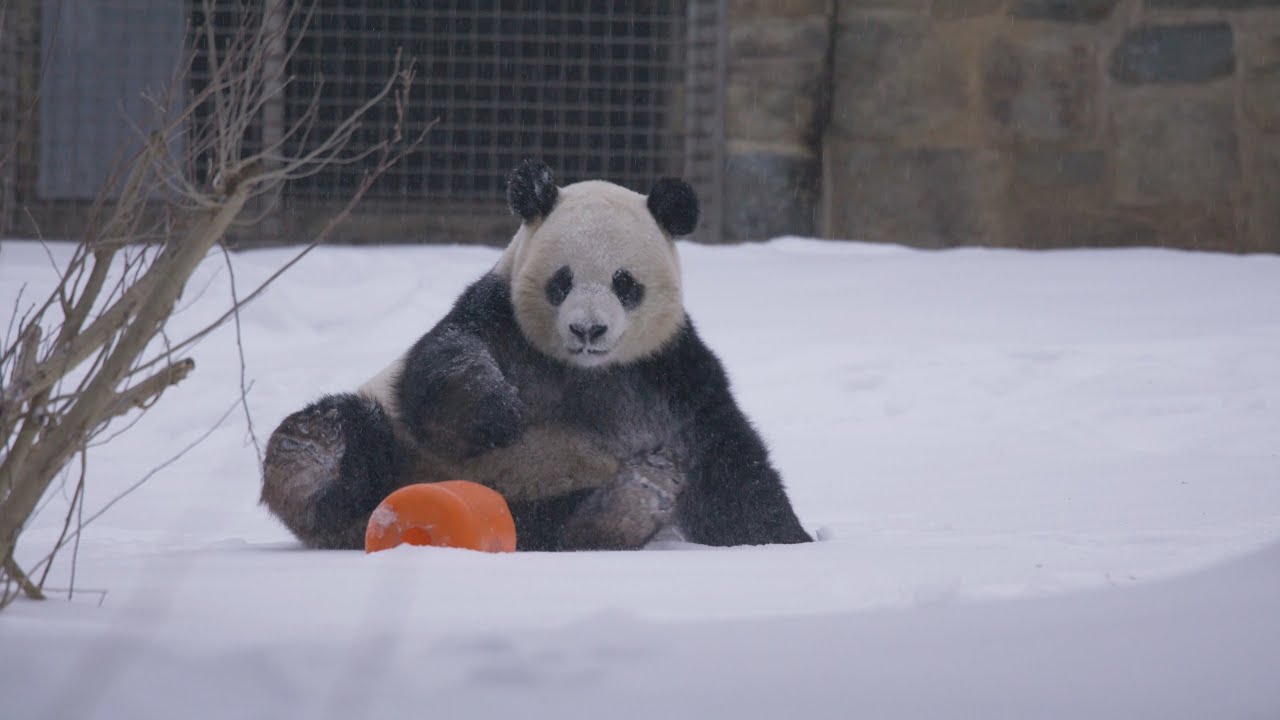 Giant Pandas Qing Bao and Bao Li Play in Snow at Smithsonian's National Zoo