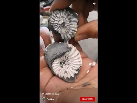 Jurassic Fossil Crack Open Cephalopod Nr.10