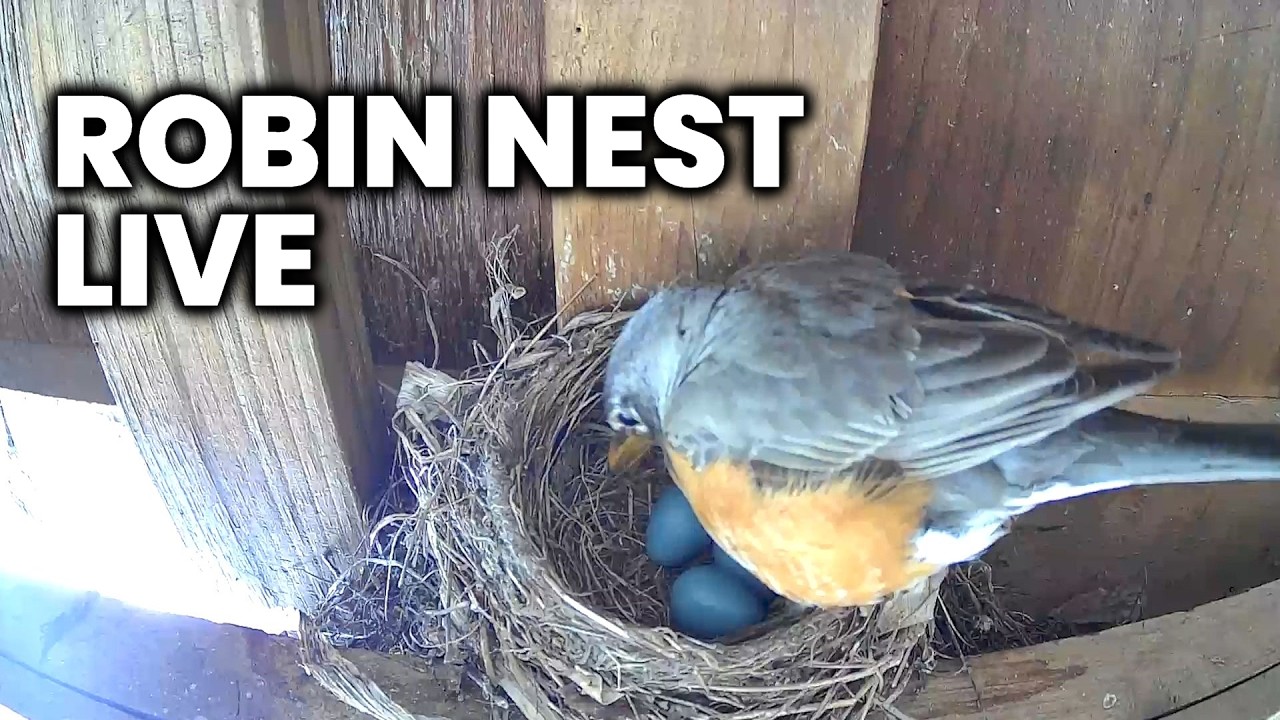 Robin Nest Live Stream 5/19/2026 Day