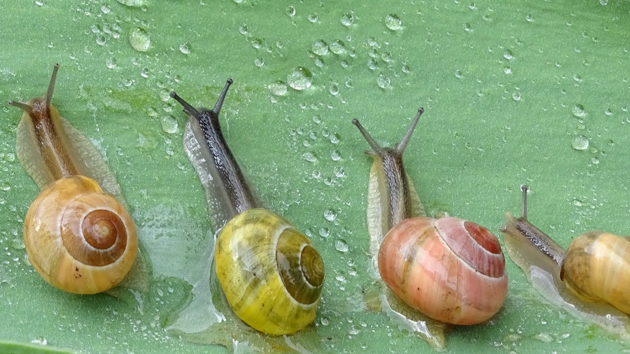 Snails: The Heroes We Never Knew About