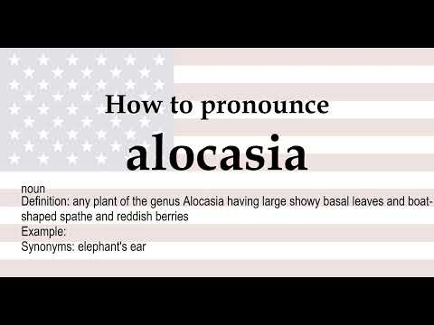 alocasia