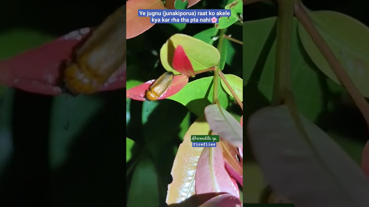 Firefly/Jugnu🌟.Insect collection -5#insects #fireflies #entomology #ytshorts