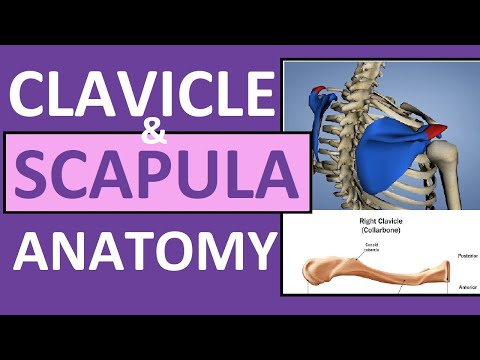 Clavicle and Scapula Anatomy: The Pectoral Girdle