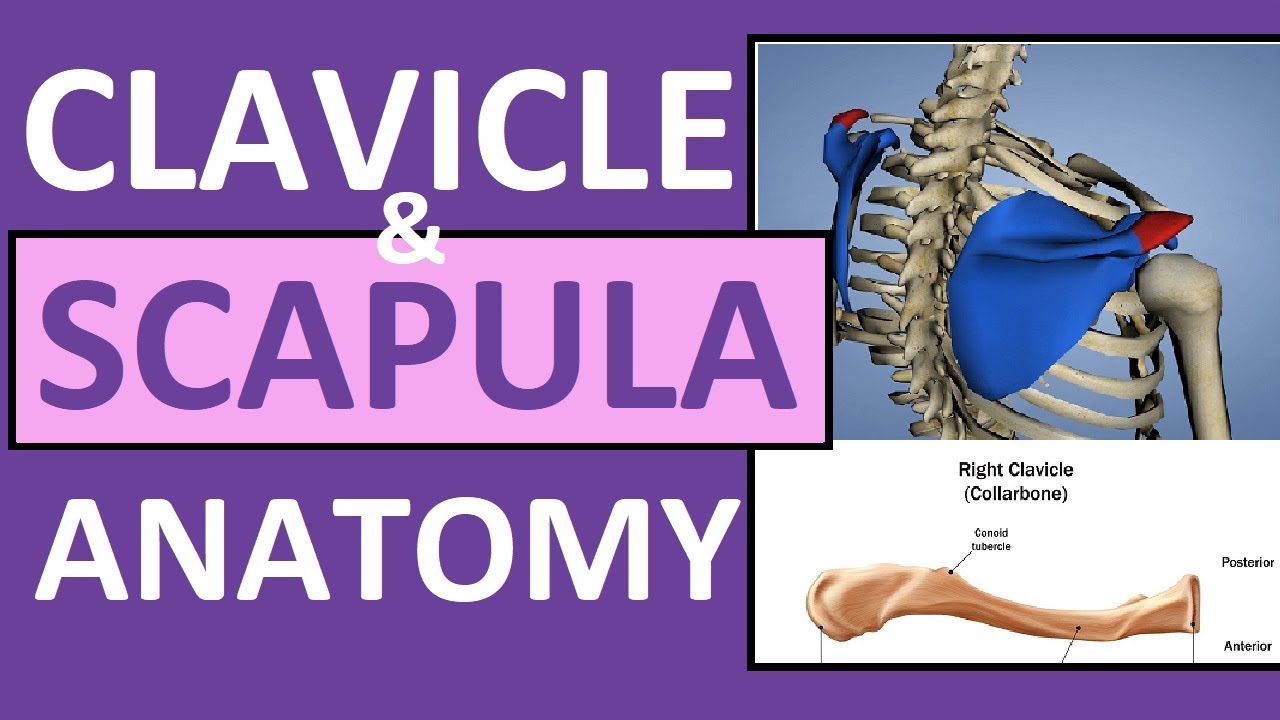 Clavicle and Scapula Anatomy: The Pectoral Girdle
