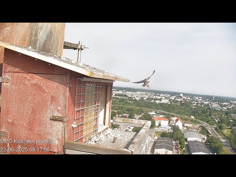 Koszalin 22 06 2025 2 ~ Westa z łupem od Nili, dużo zjadła, resztę zabrała i przeskoczyła na komin