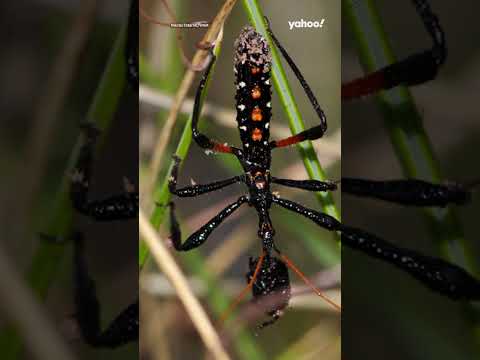 New assassin bug discovered in Australia uses ‘tool’ to kill prey | #shorts #yahooaustralia