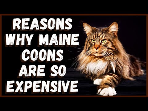 Why Are Maine Coon Cats So Expensive?