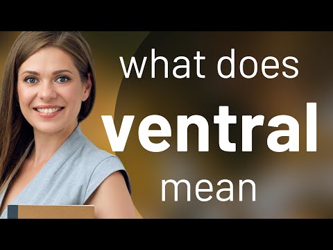 Ventral | definition of VENTRAL